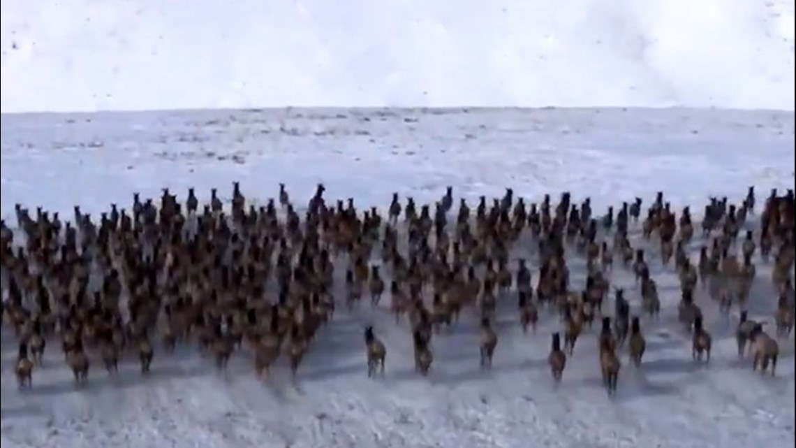 Big game migration across snowy landscape | 11alive.com