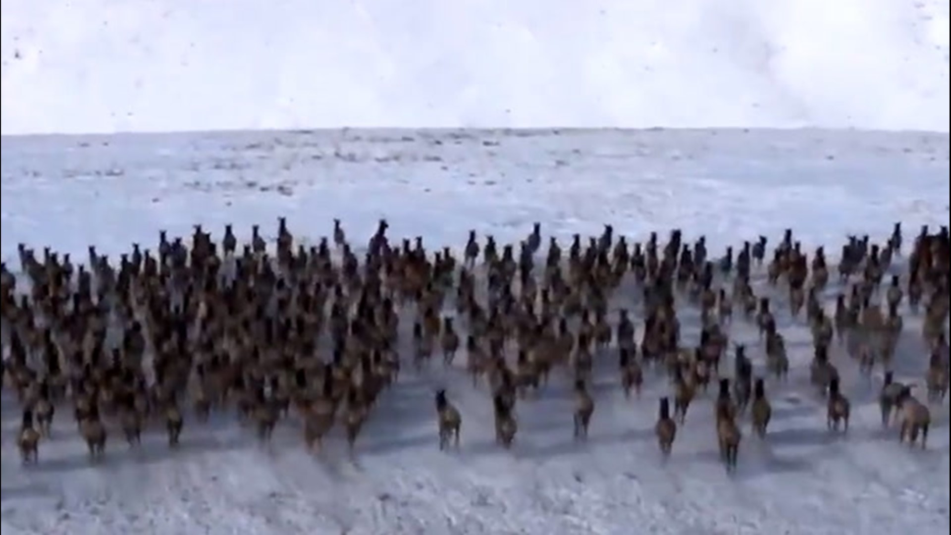 Big game migration across snowy landscape | 11alive.com