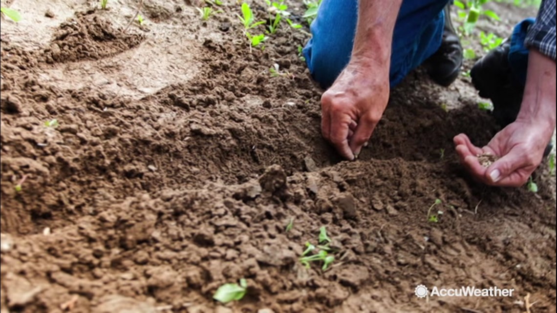 Northeast Spring plating tips | 11alive.com