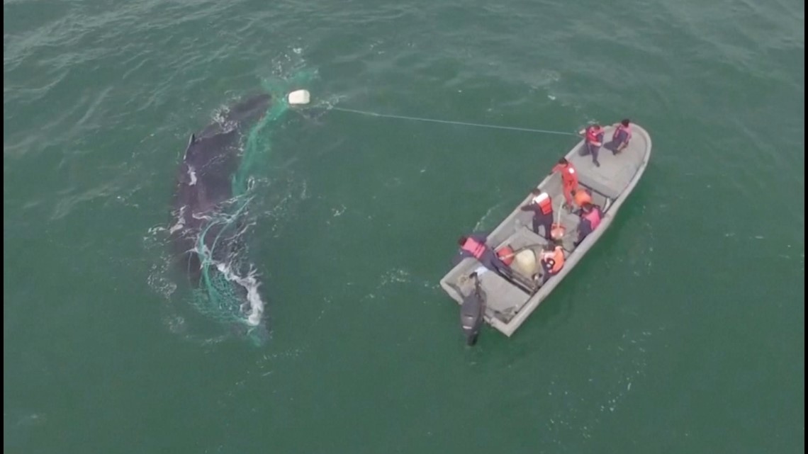 Video: Humpback whale rescued from illegal fishing net off Mexico ...