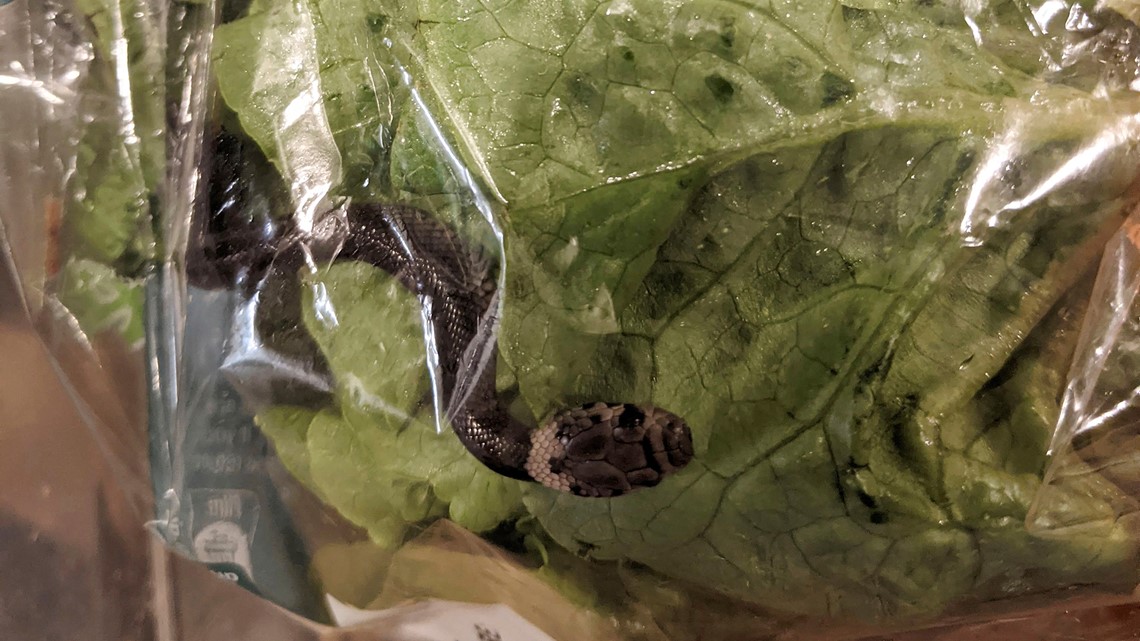 Pale-headed snake found in lettuce bag in Australia | 11alive.com