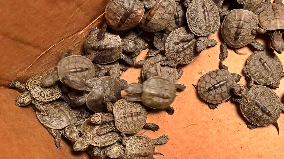 Teenage Mutant Ninja Turtles? 826 rescued from NJ storm drains ...