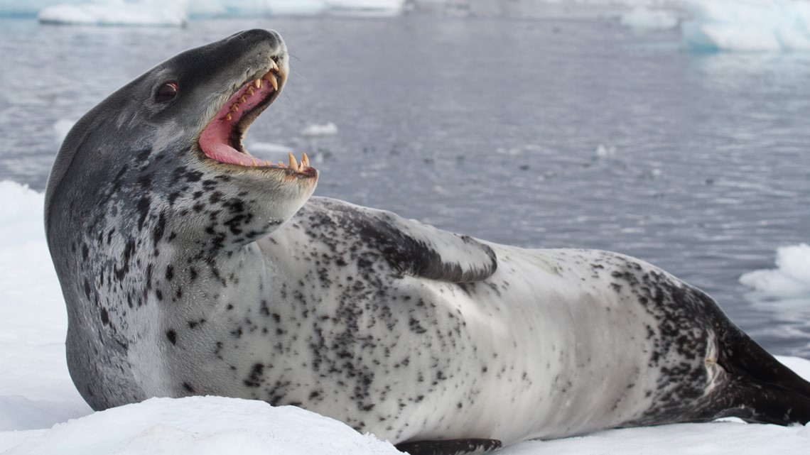 Scientists casually sifting through seal poop find USB drive, begin ...