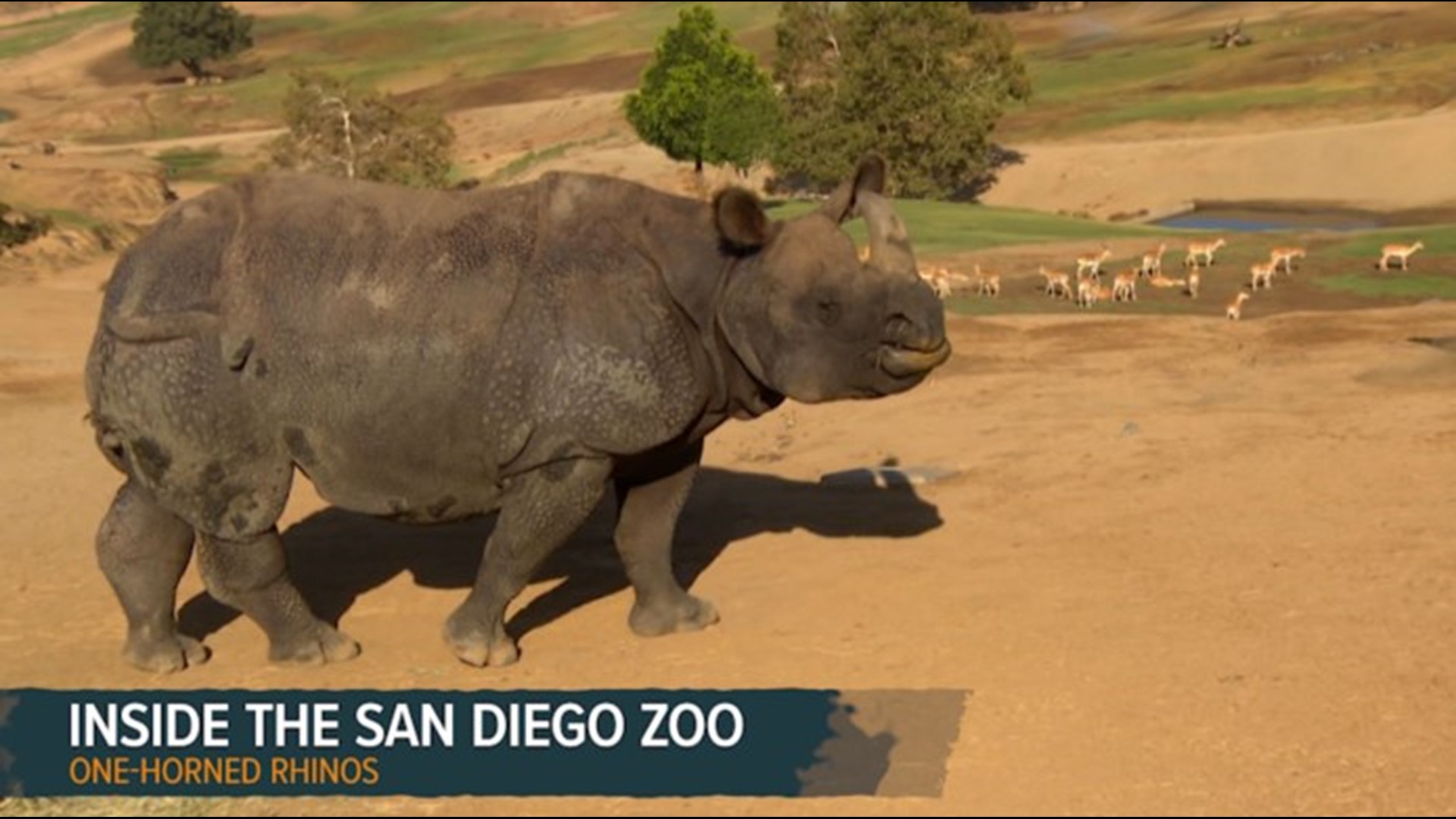 Inside the San Diego Zoo Safari Park | Wonderful Wild World | 11alive.com