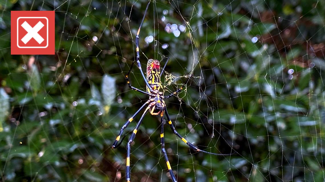 Are parachuting Joro spiders venomous? Could spread on East Coast ...