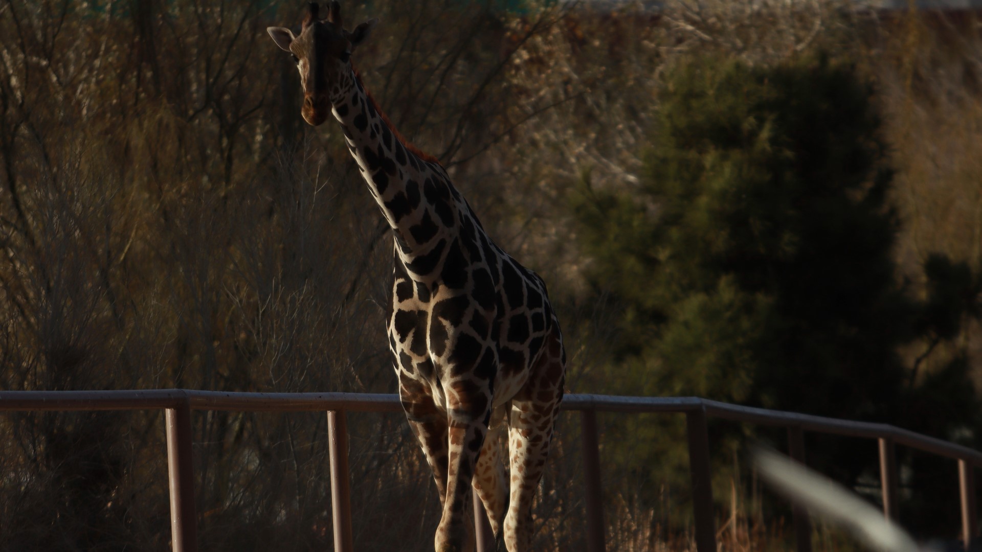Benito the giraffe begins 50-hour trip to central Mexico | 11alive.com