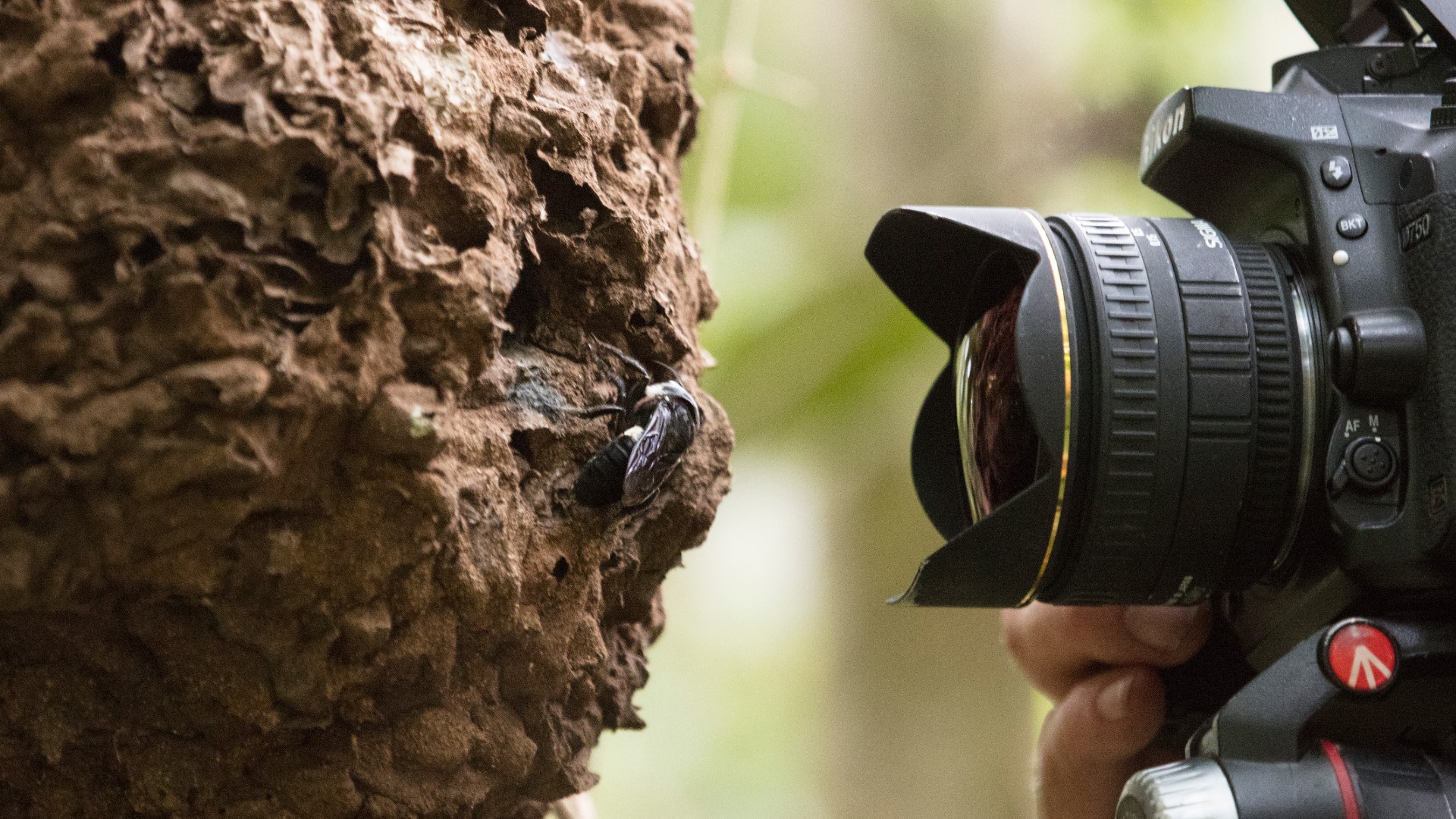 World's largest bee spotted for first time in decades | 11alive.com