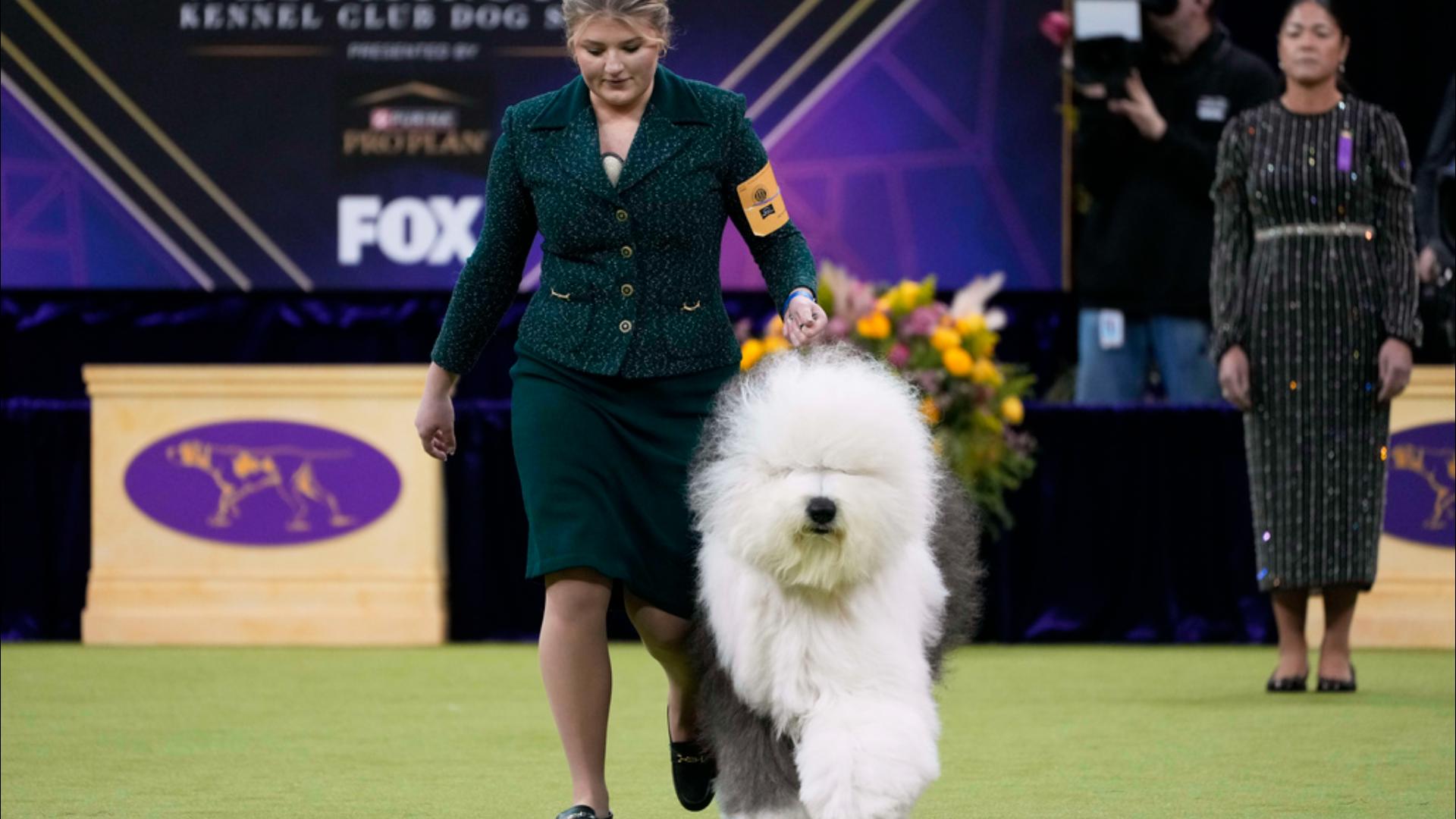 Who won best in show at the Westminster Dog Show? | 11alive.com