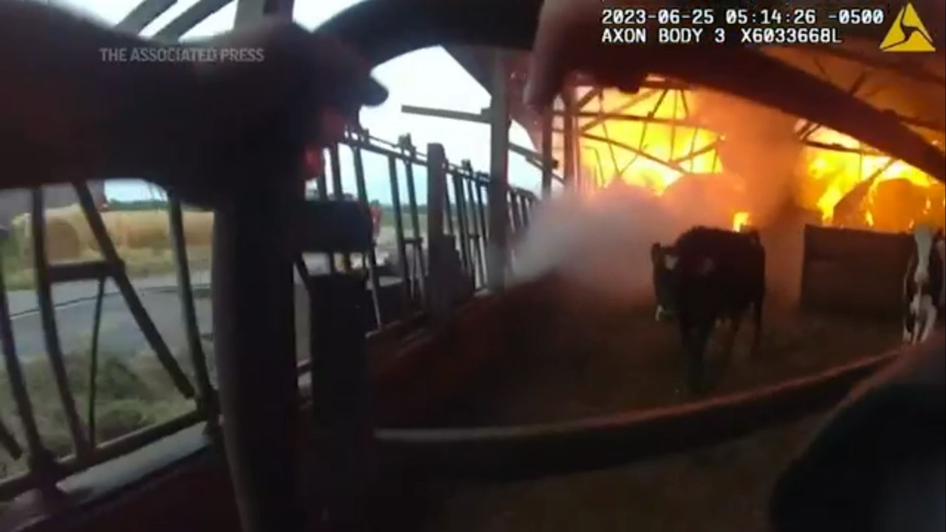 WATCH: Wisconsin police officer saves cows from burning barn | 11alive.com