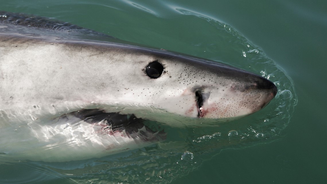 Rising ocean acid endangers shark teeth | 11alive.com
