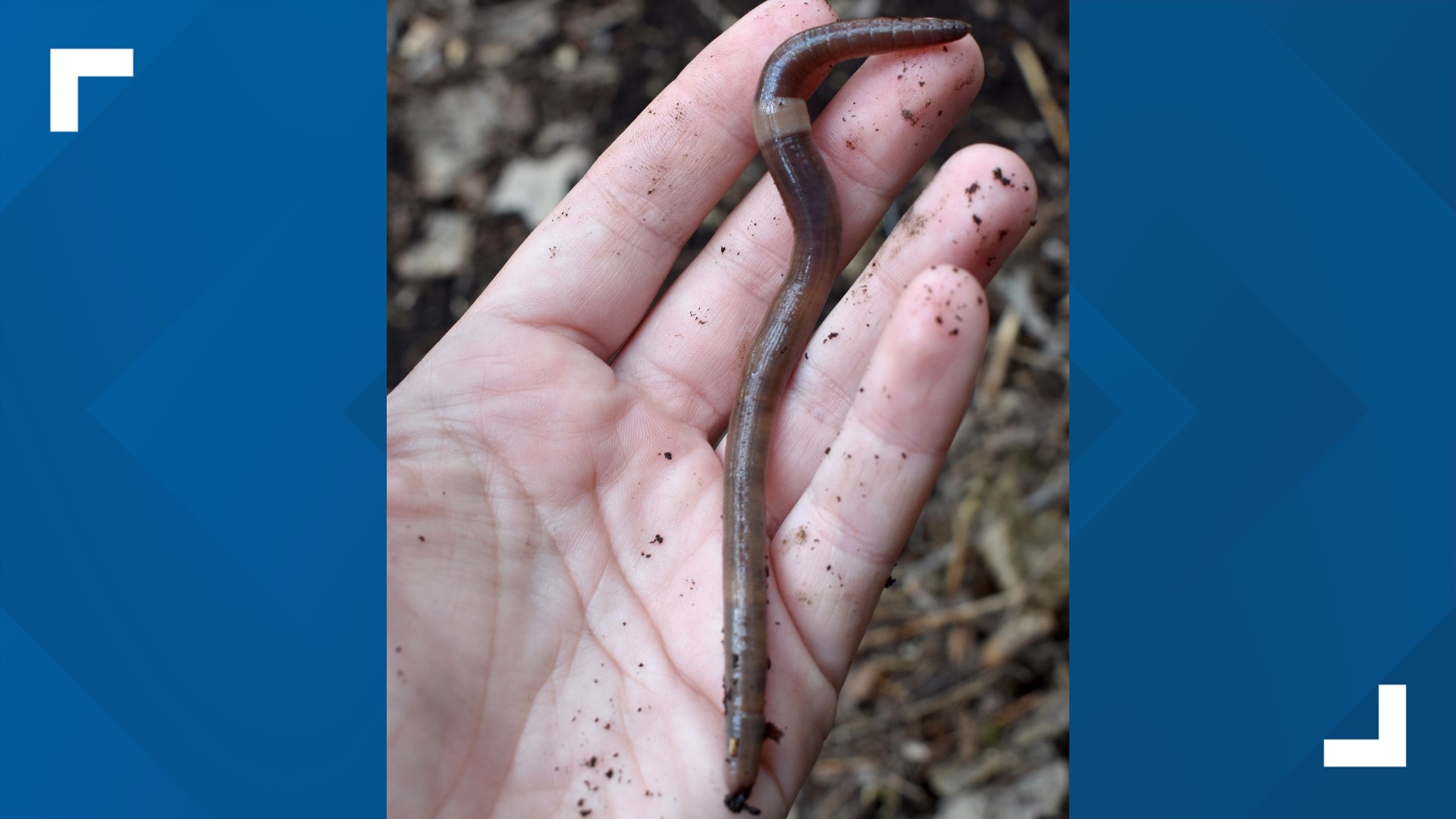 Jumping worm: Next invasive garden threat hard to spot | 11alive.com