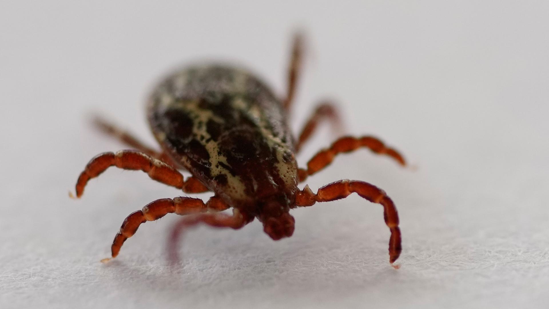 How to tick-proof your yard | Consumer Reports | 11alive.com