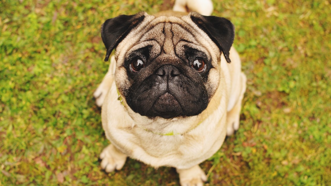 Noodle, 'No bones day' pug on TikTok, dies, owner says | 11alive.com