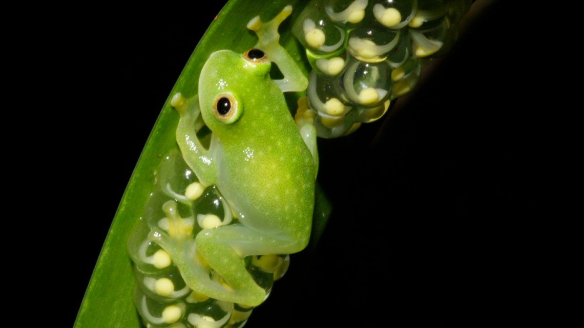 Glass frog transparency study: Red blood concentrates in liver ...