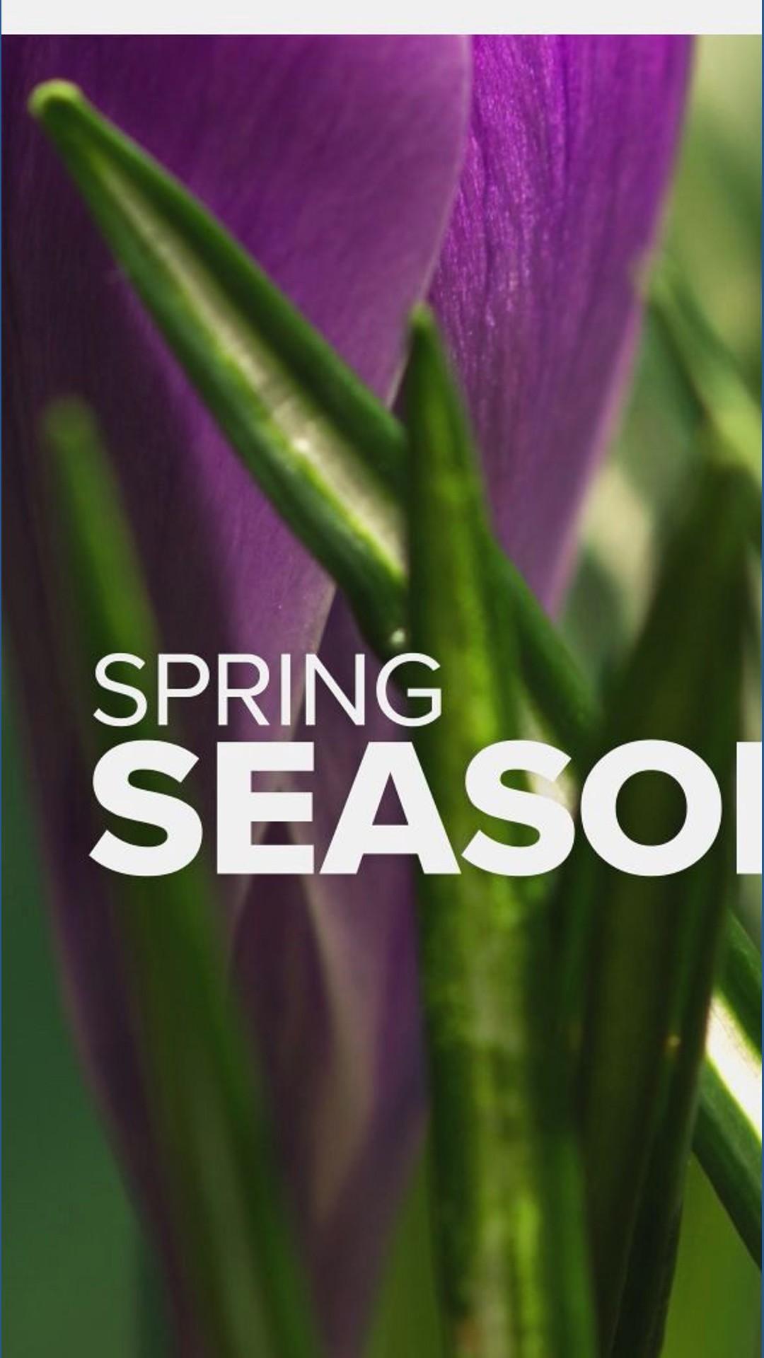 Spring is here: Decluttering tips, treating allergies, cherry blossom ...