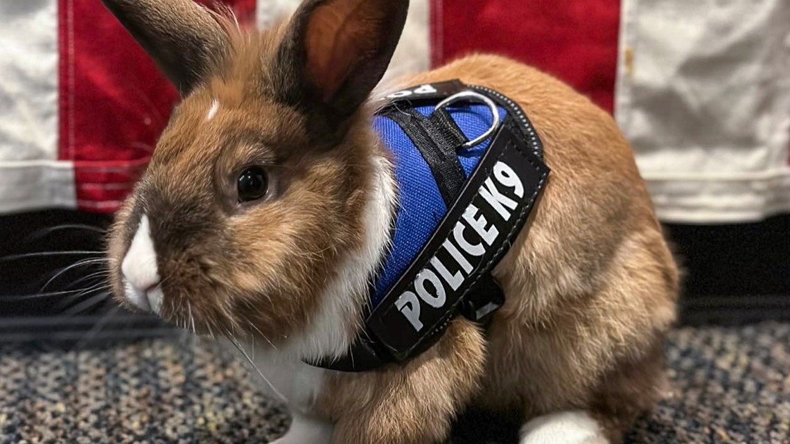 Police bunny joins Yuma City, California police department | 11alive.com