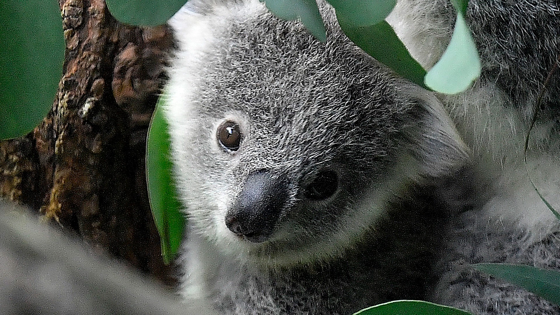 Koalas endangered in Australia as population plummets | 11alive.com