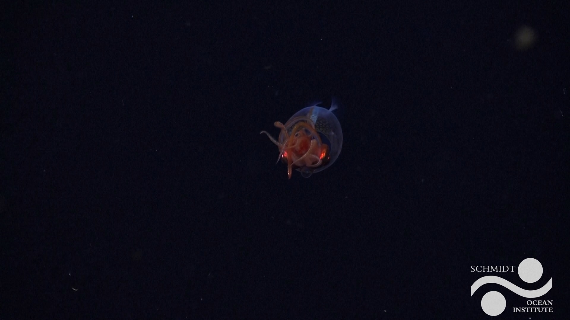 First video taken of colossal squid in deep sea | 11alive.com