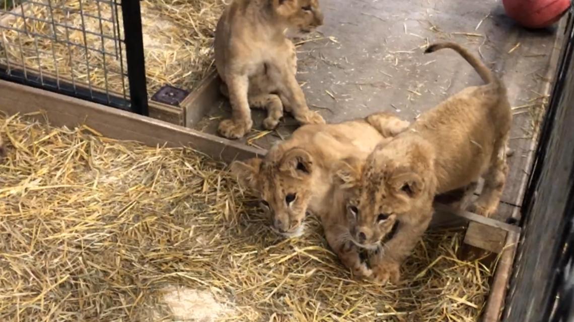 Lion cubs saved from war in Ukraine arrive at Minnesota sanctuary ...