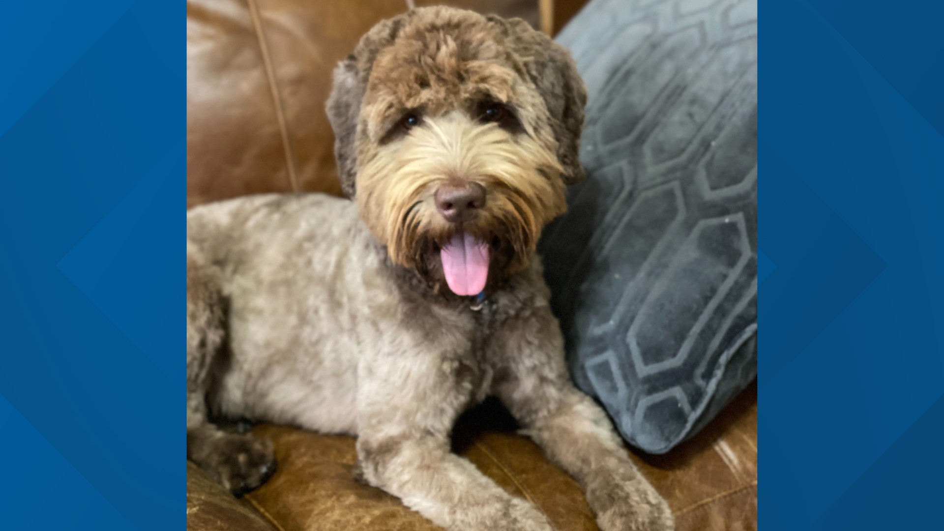 K-9 of fallen WI officer finds new job as therapy dog in Wautoma ...