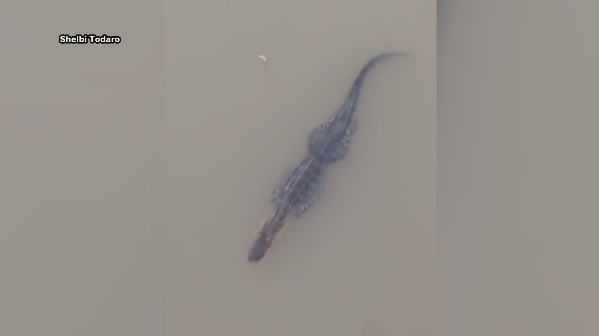Waco, Tx News | Alligator spotted in Brazos River | 11alive.com