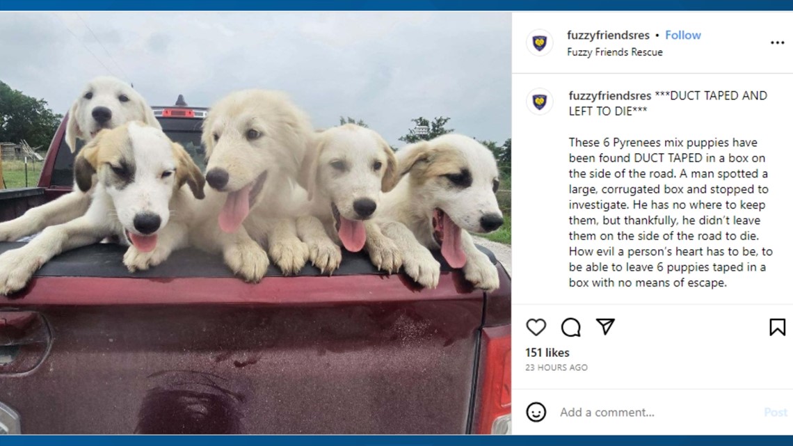 Six puppies rescued from cardboard box in Waco, TX | 11alive.com