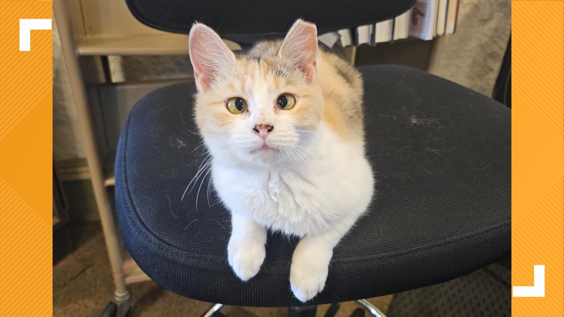 Fredericksburg rallies to keep library cat Pepper | 11alive.com