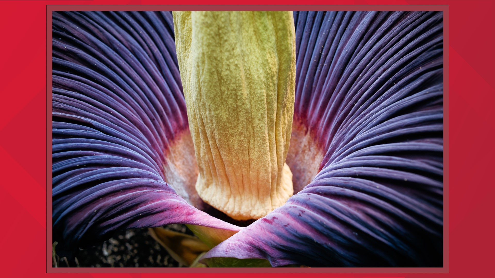 Flower known for smelling like rotting flesh blooming at San Antonio ...