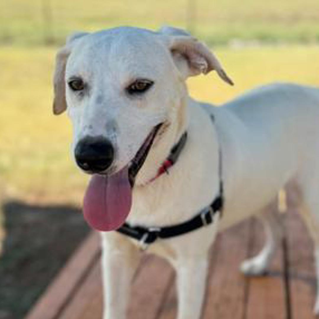 Lost on the way to a new life: Timid rescue dog Ambrose still missing ...
