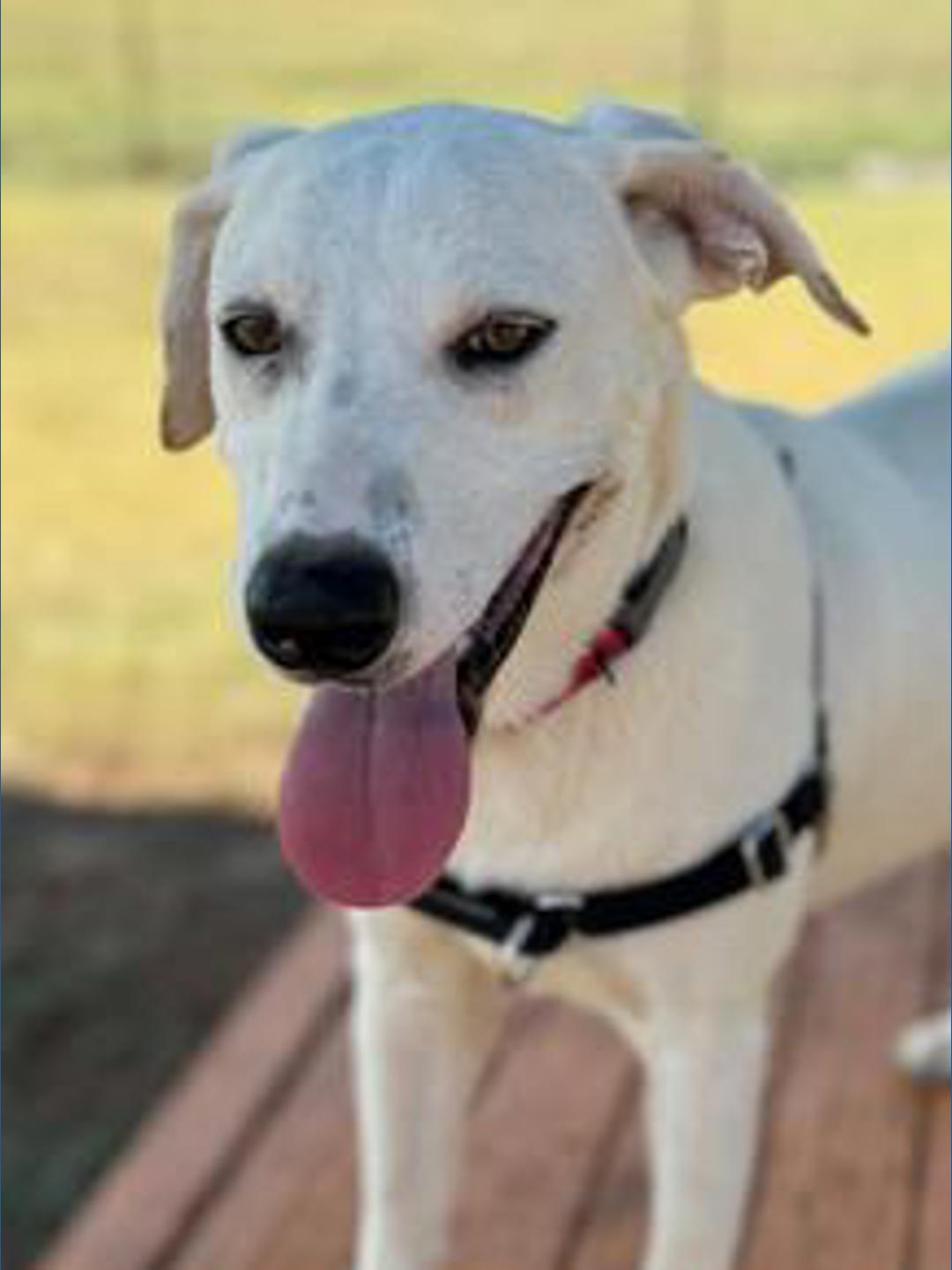 Lost on the way to a new life: Timid rescue dog Ambrose still missing ...
