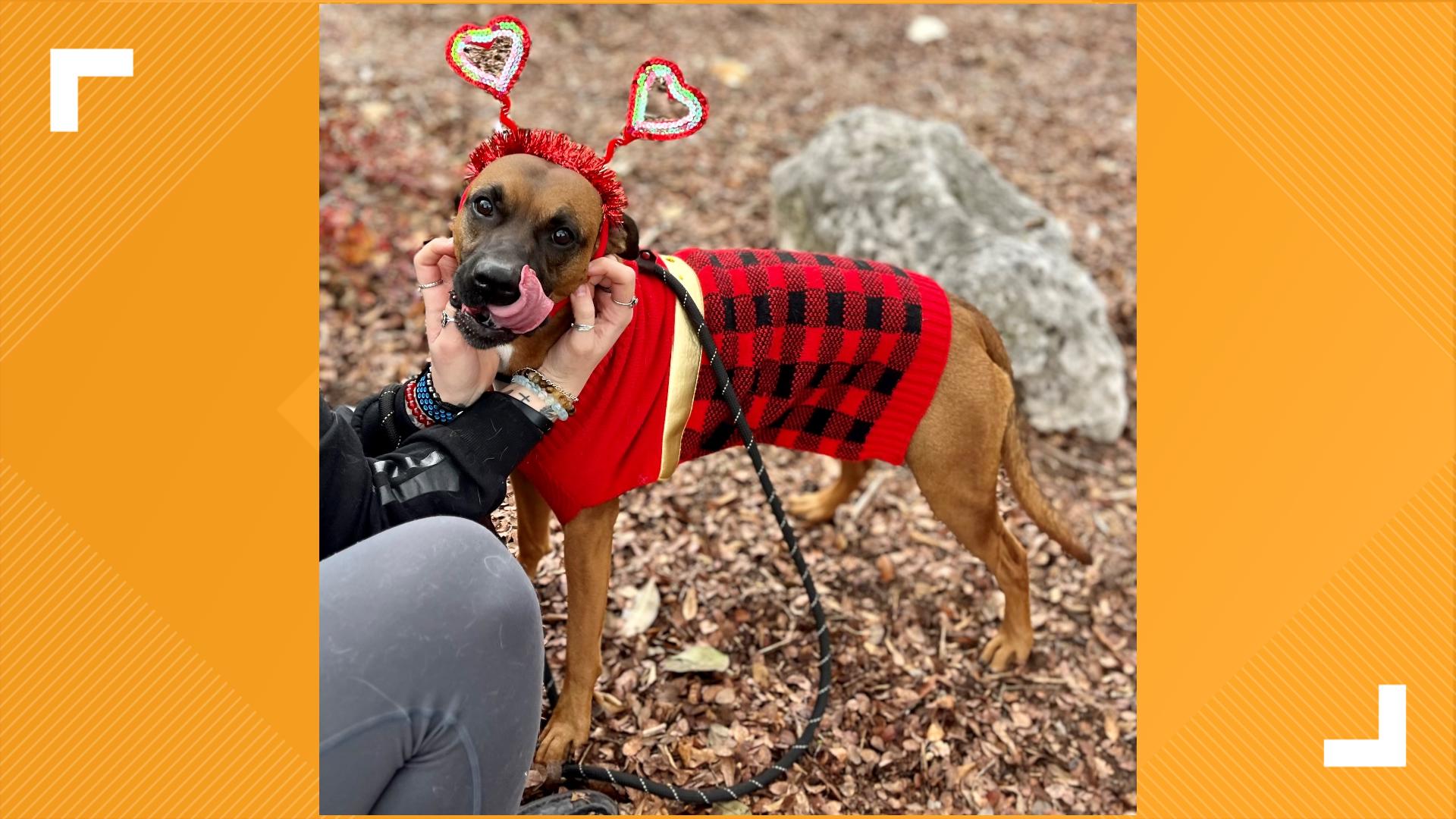 5-year-old Boxer mix named Scout has been at shelter for over three ...