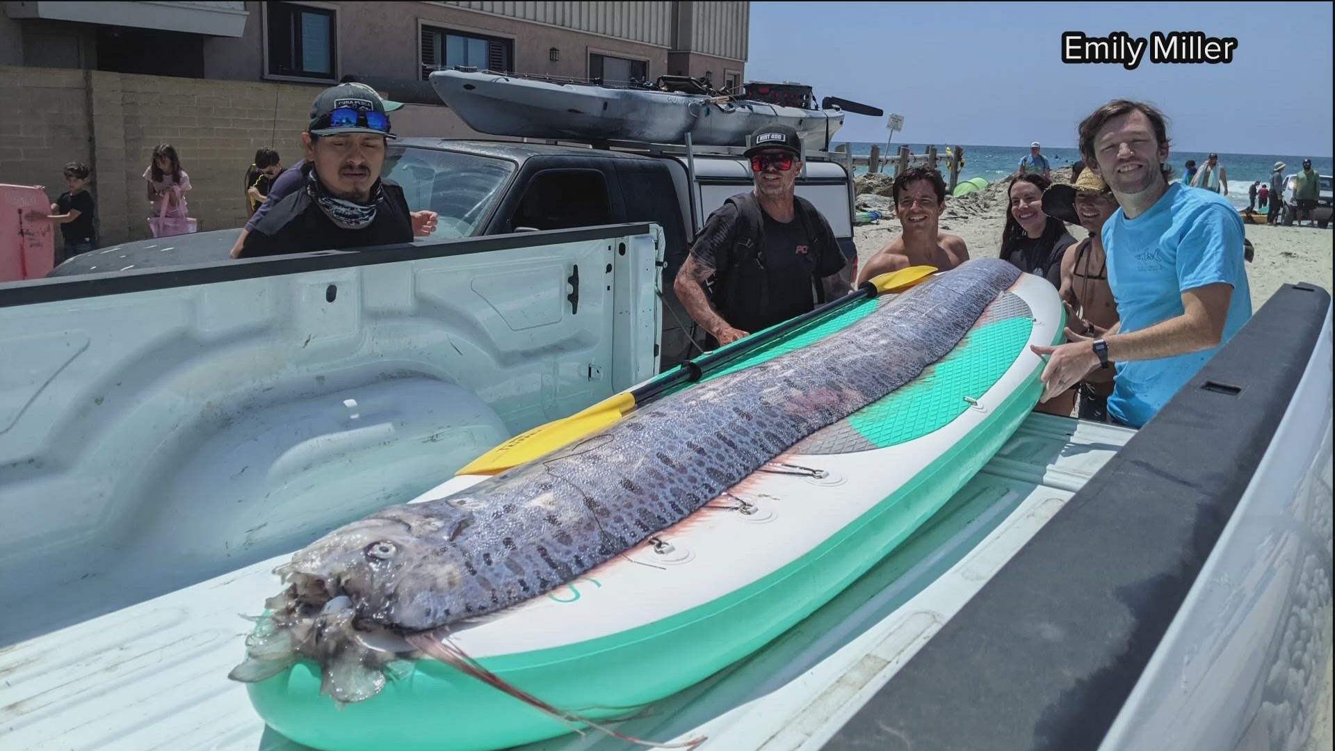 Rare oarfish spotted in San Diego ocean | 11alive.com