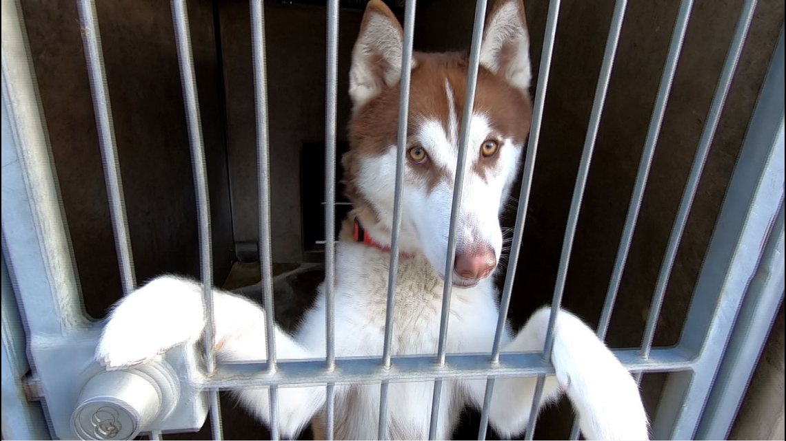 High volume of huskies in shelters | 11alive.com