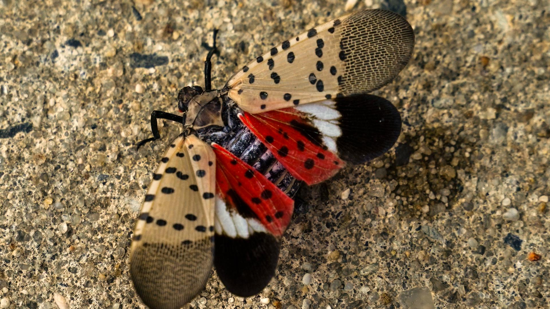 Spotted Lanternfly in Georgia | 11alive.com