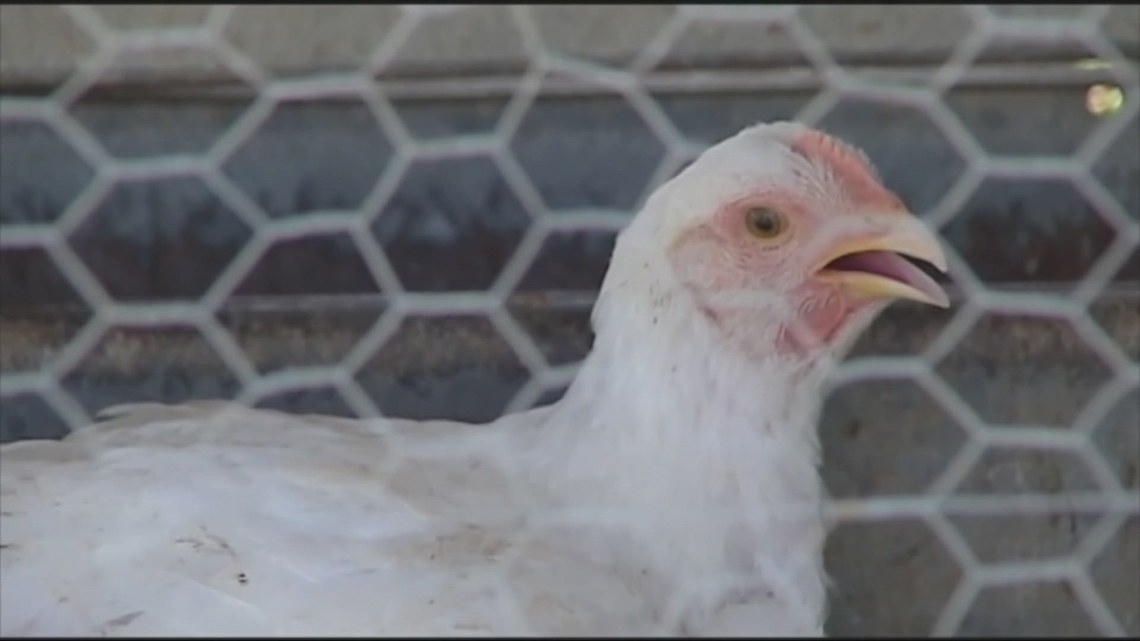 First case of bird flu in commercial flock confirmed in Georgia ...