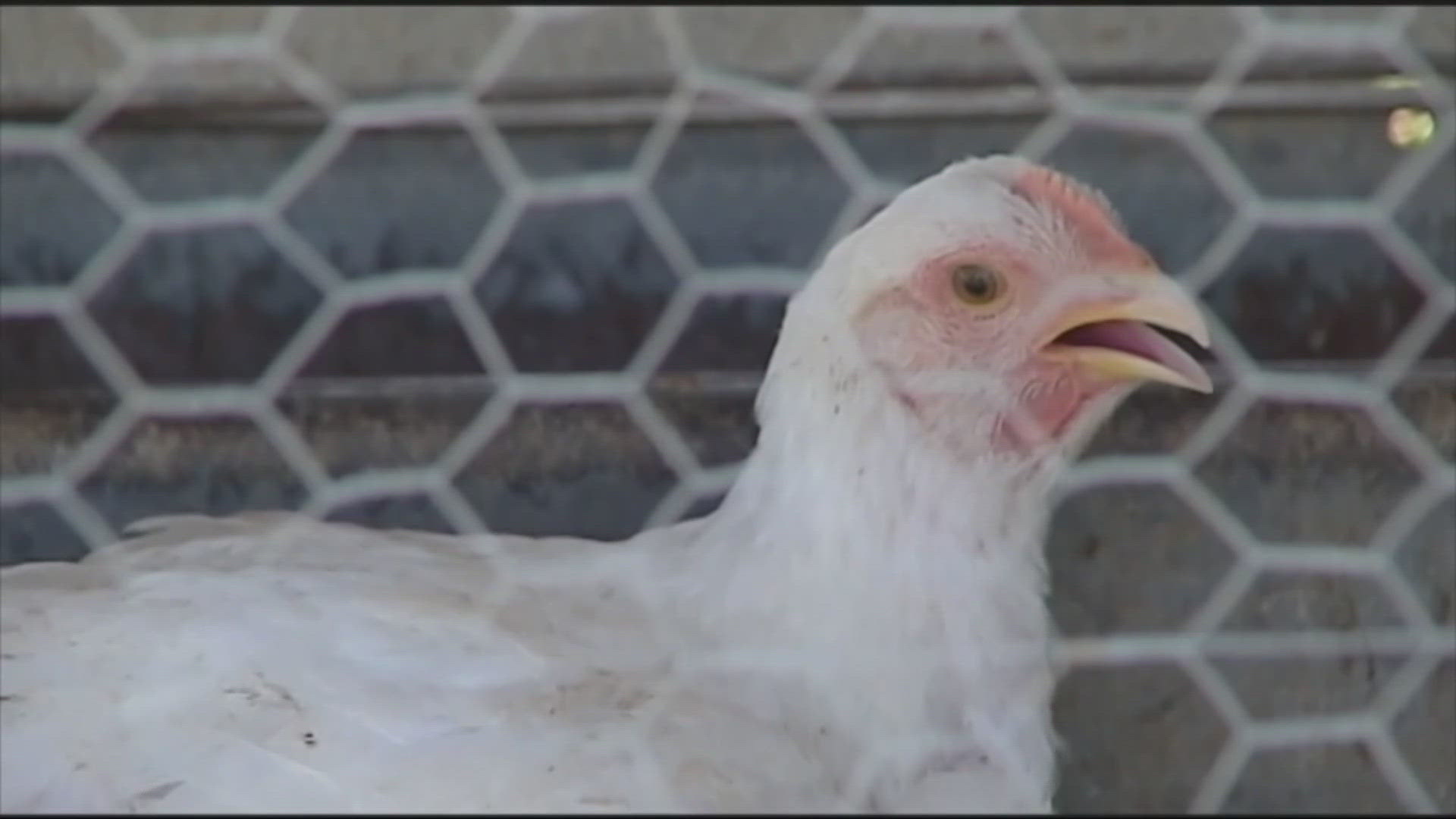Bird flu detected in commercial poultry operation in Georgia; sales ...