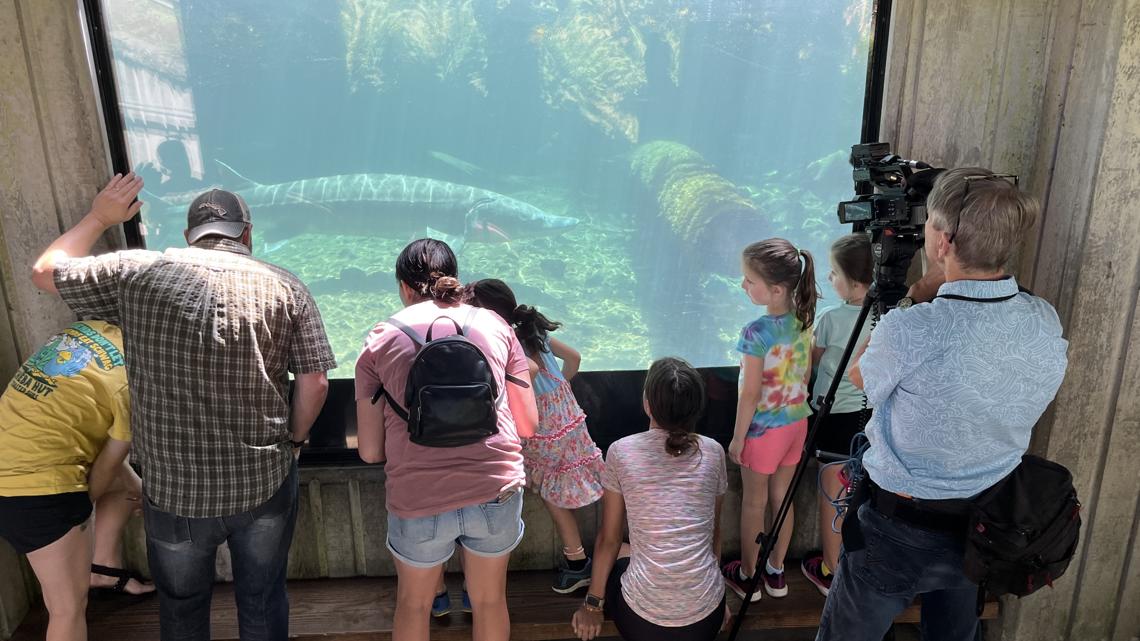 Celebrating Herman the Sturgeon in Oregon | 11alive.com