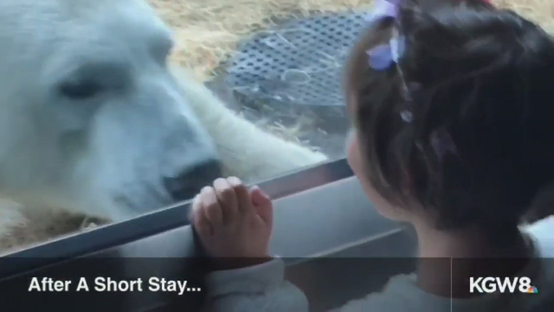 Nora the polar bear leaving the Oregon Zoo | 11alive.com