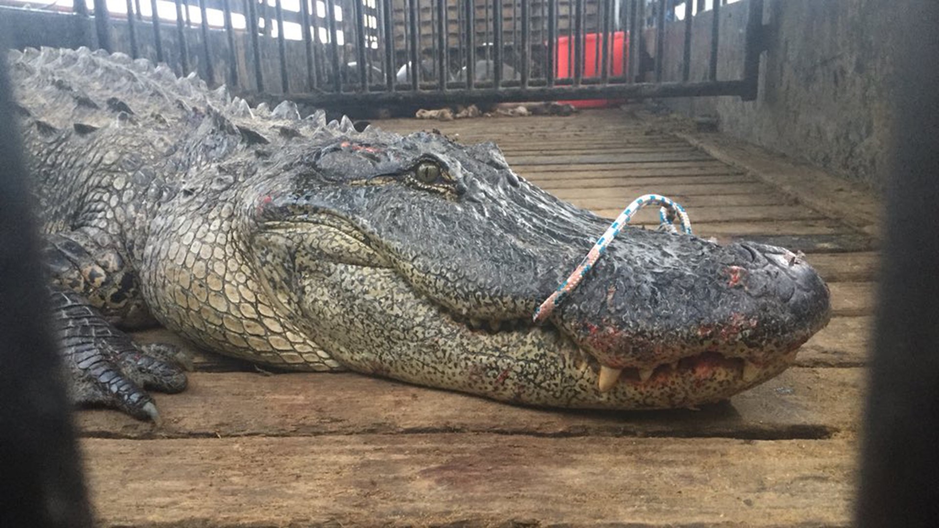 Cowboy wrangles huge gator parked on Texas highway | 11alive.com