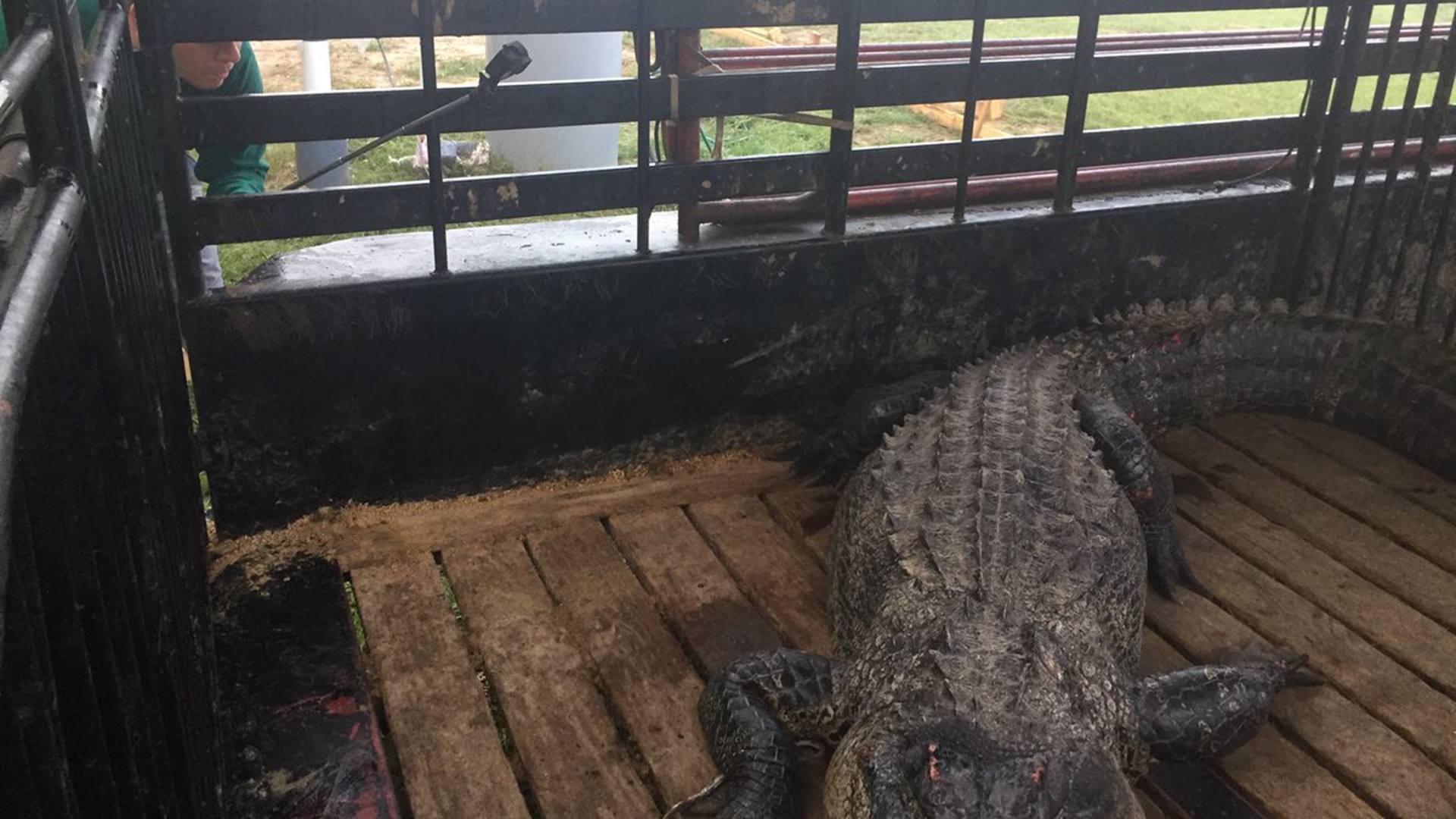 Cowboy wrangles huge gator parked on Texas highway | 11alive.com