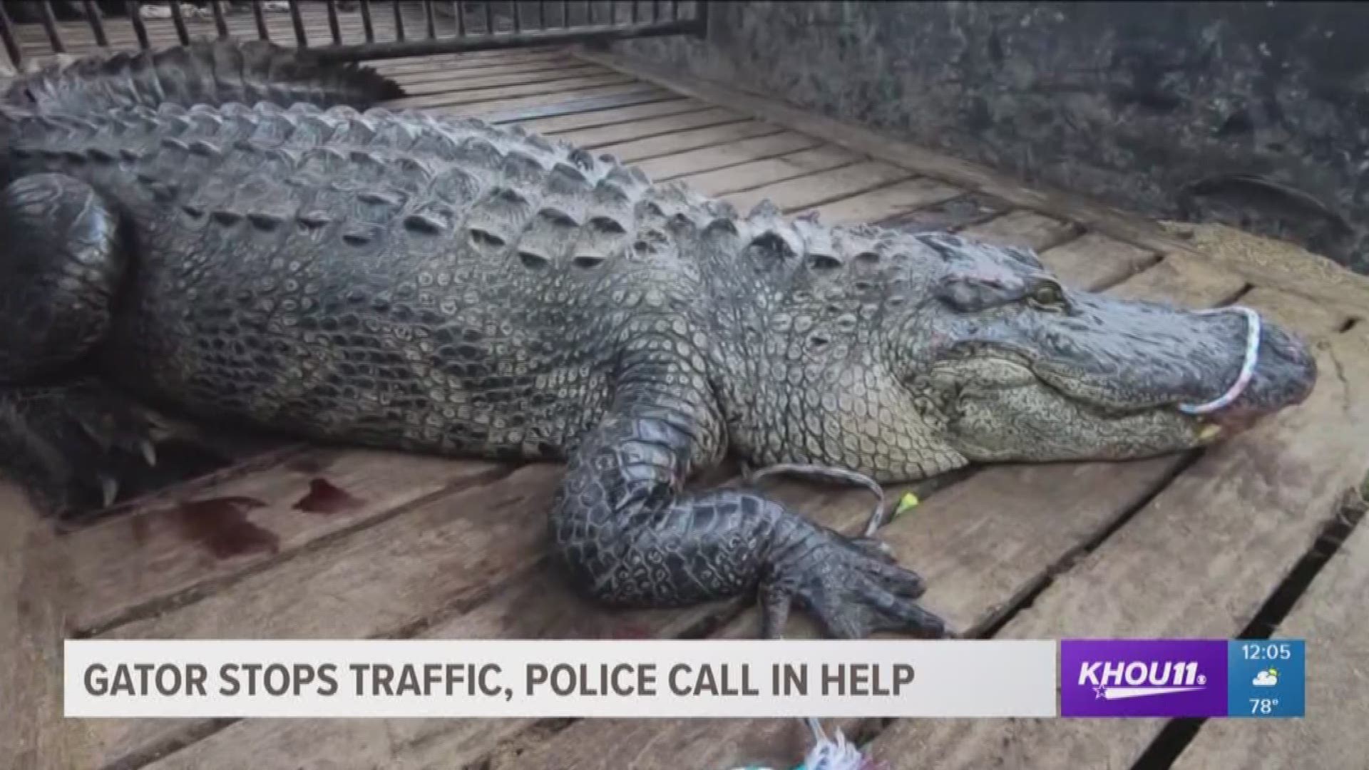 Cowboy wrangles huge gator parked on Texas highway | 11alive.com