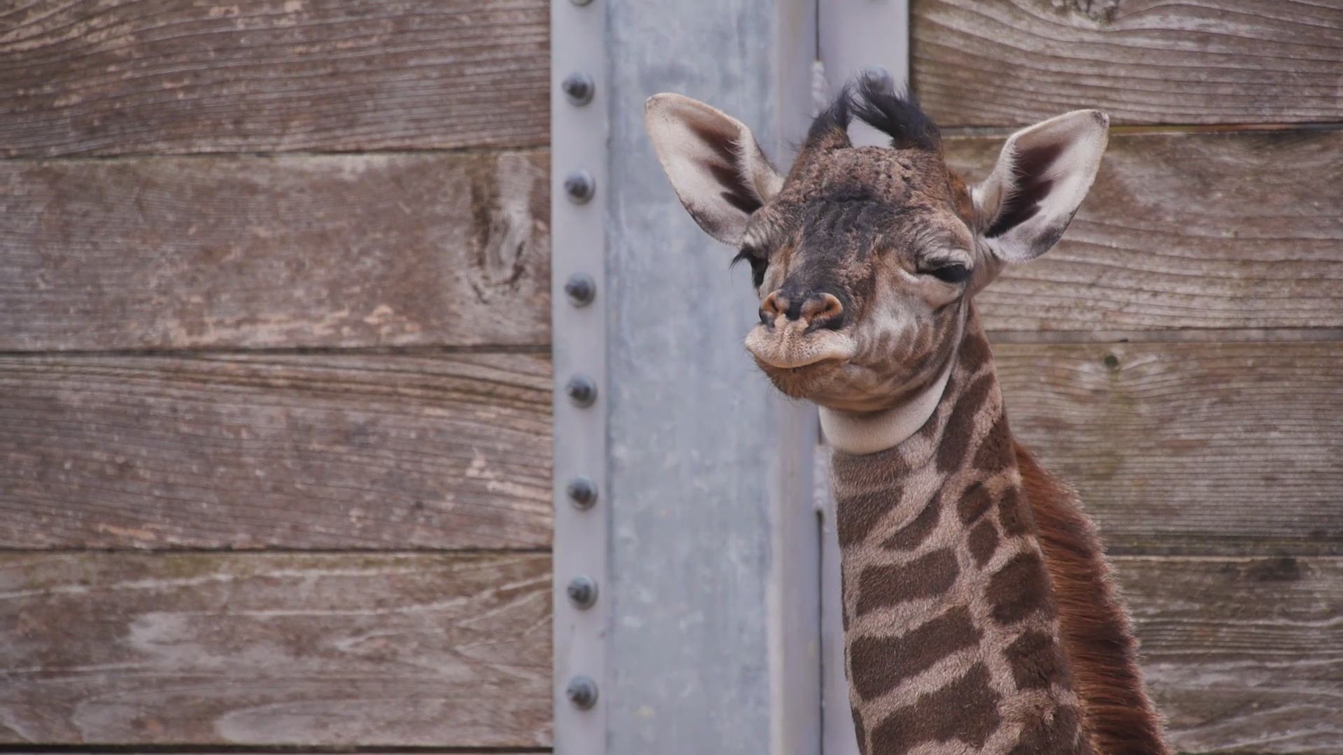 Houston Zoo announces birth of giraffe calf | 11alive.com