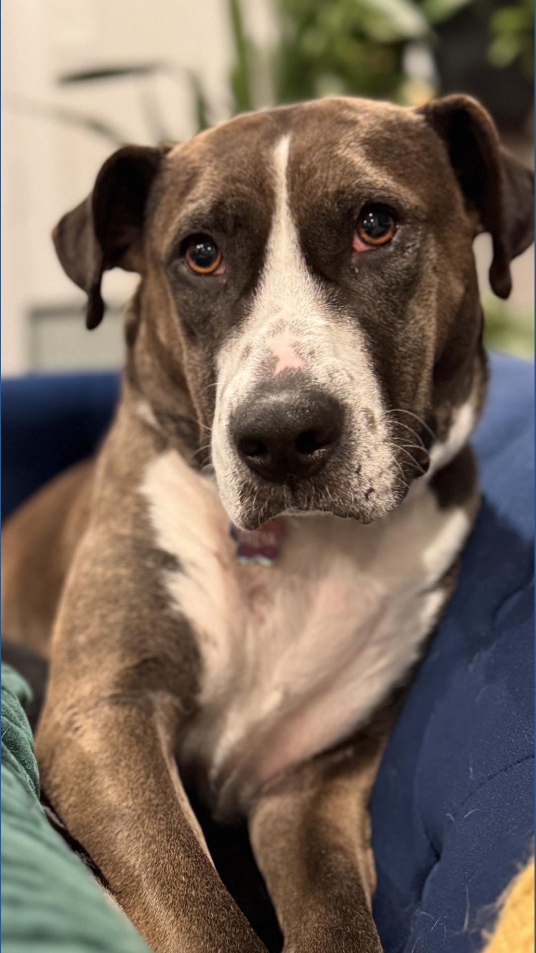 Stray dog covered in warts gets forever home after 18-month journey ...