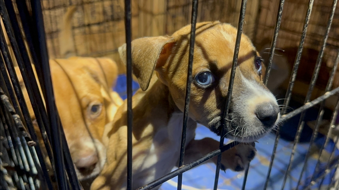 Hall County rescues 100 animals from Gainesville hoarding case, shelter ...