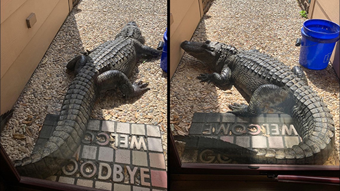 Clear Lake alligator: Woman finds one at her front door | 11alive.com