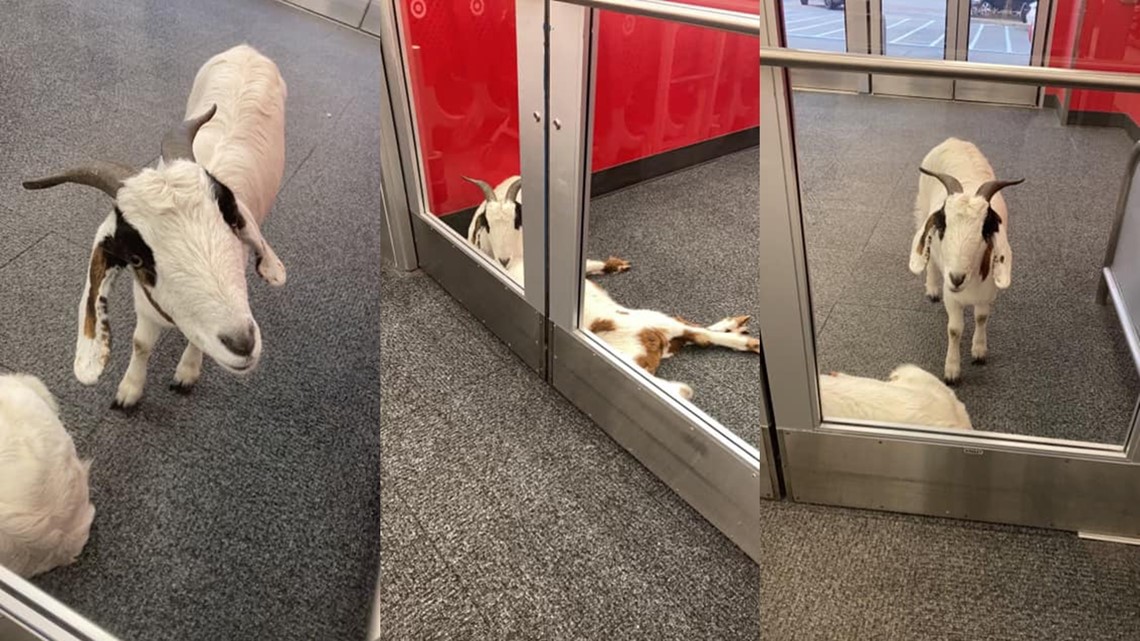 Goats in Target store | Houston, Texas news | 11alive.com