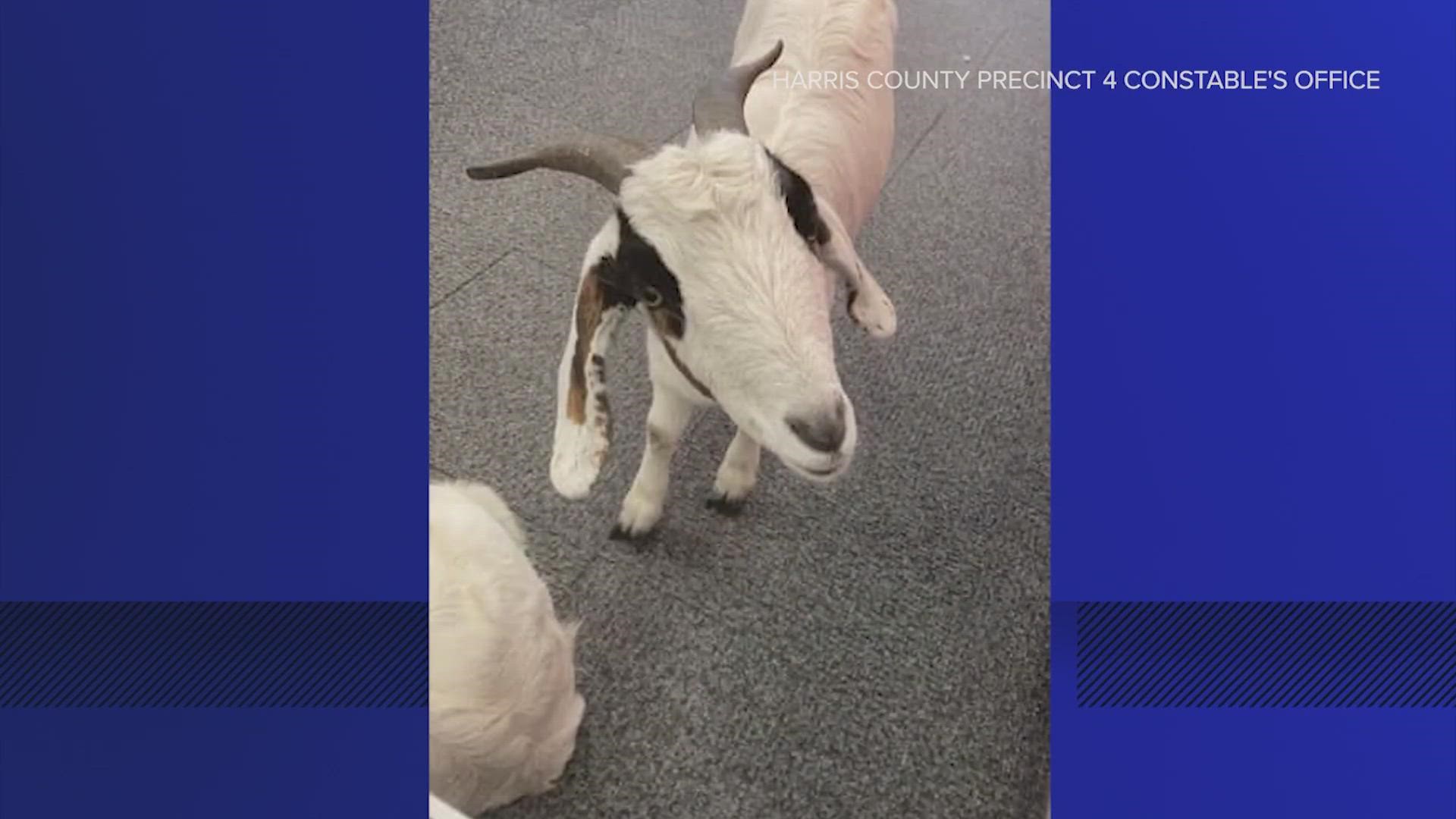 Goats in Target store | Houston, Texas news | 11alive.com
