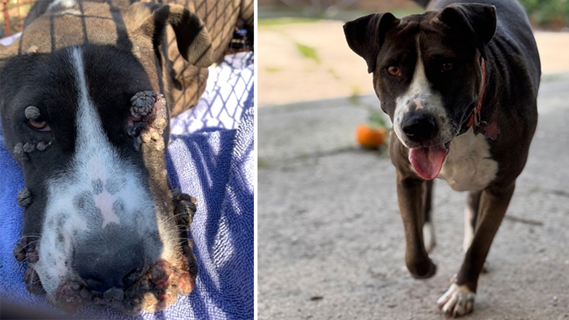 Stray dog covered in warts gets forever home after 18-month journey ...