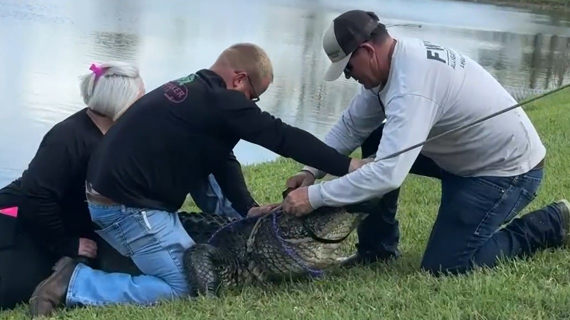 10-foot alligator kills 85-year-old woman walking dog in Florida ...