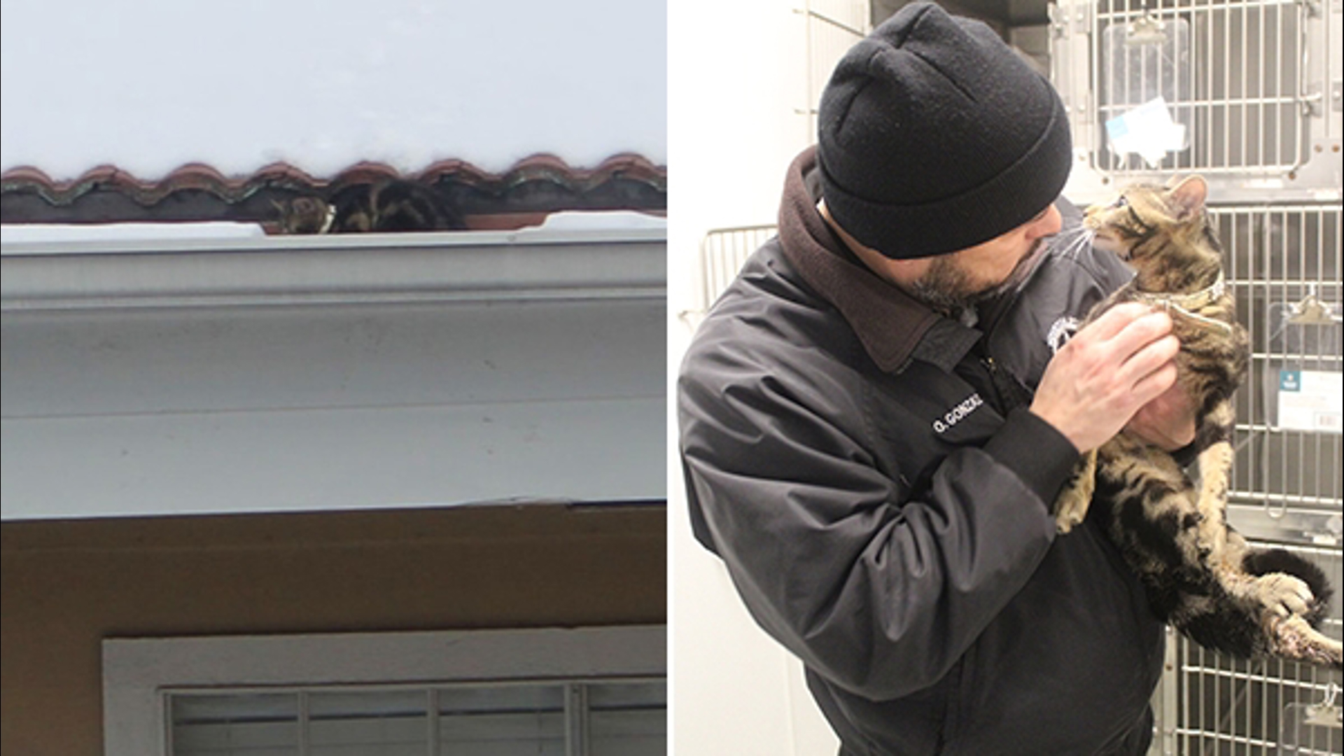 Cat rescued from rooftop during Houston snowstorm needs a home ...